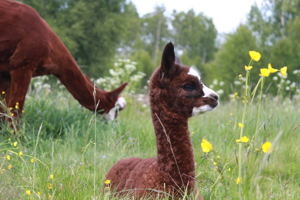 Våra Alpackor ~ Hönshyltegård