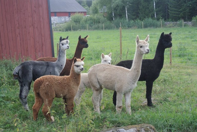 Våra Alpackor ~ Hönshyltegård